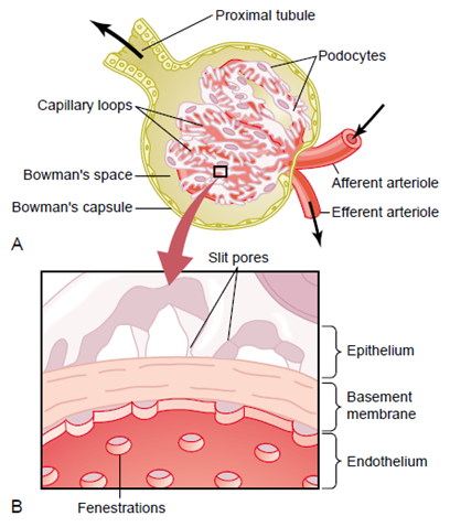 bowman's capsule process